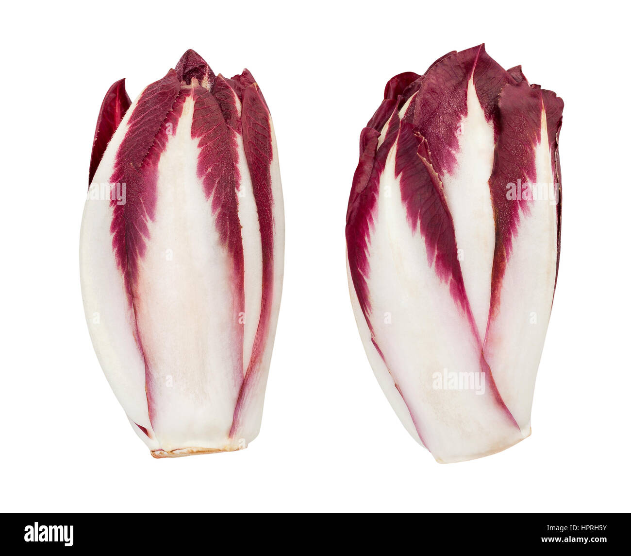 red chicory isolated Stock Photo - Alamy