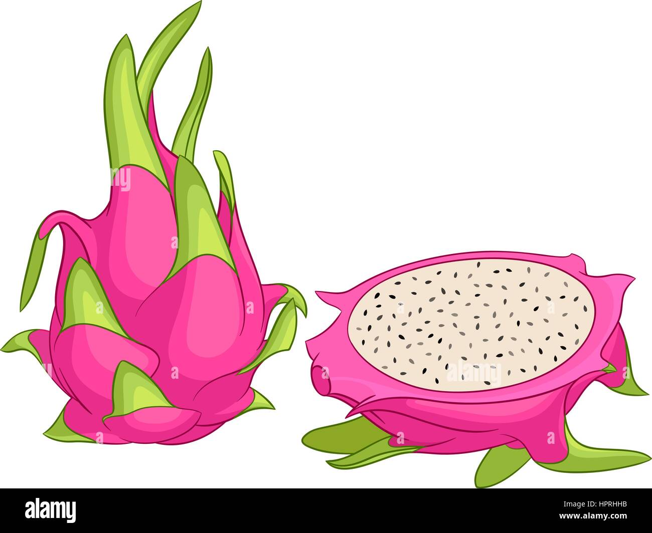 Dragon fruit vector illustration Stock Vector Image & Art - Alamy