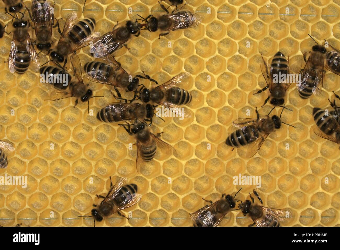 Construction of a new honeycomb by the construction bees. Thuringia ...