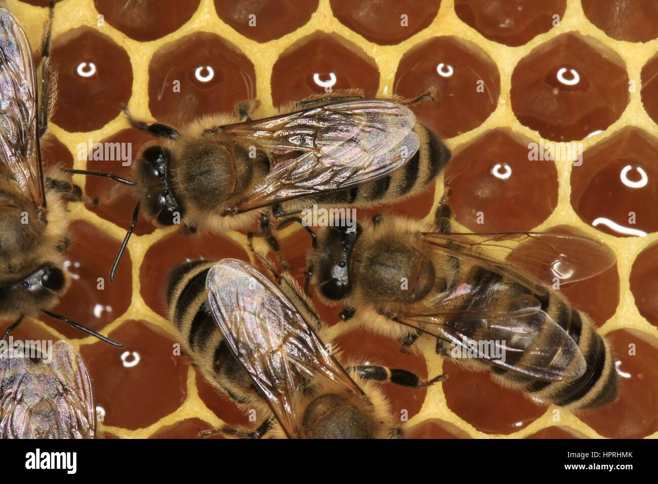 Nectar filled cells of a honeycomb. The nectar is collected by the bees ...