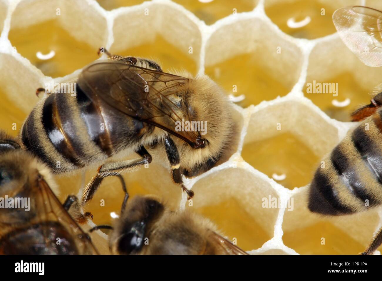 Honey bees (Apis mellifera) deposit the collected and brought along ...
