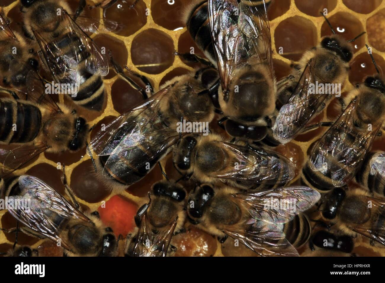 Nectar filled cells of a honeycomb. The nectar is collected by the bees ...