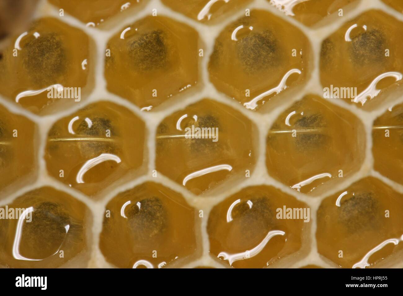 A freshly built honeybee comb (Apis mellifera) is filled with nectar by ...