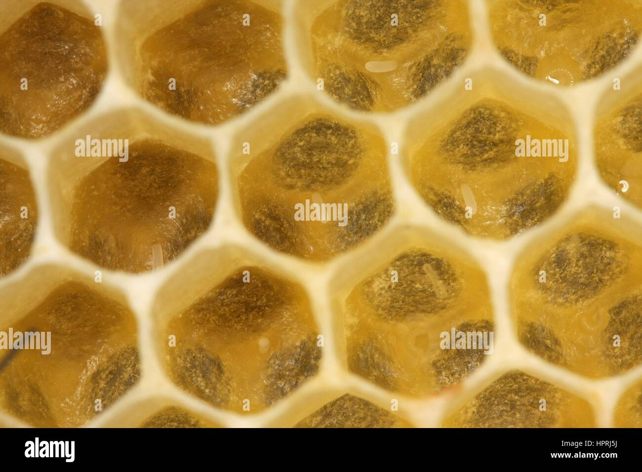A newly built brood comb of the honeybees (Apis mellifera) was layed ...