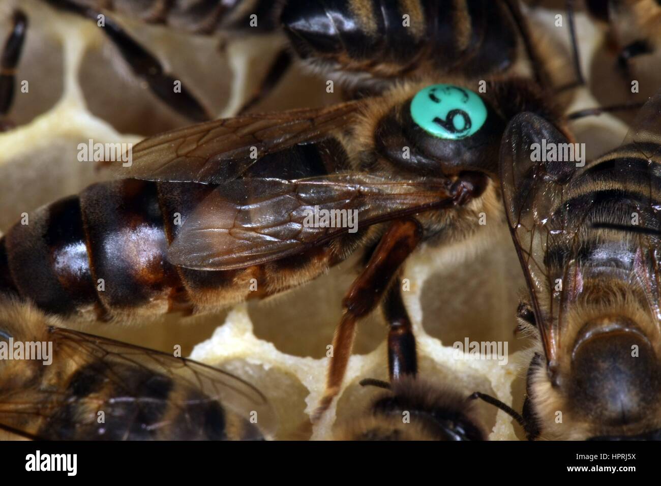 A queen bee on a newly built comb of honeybees (Apis mellifera). The ...