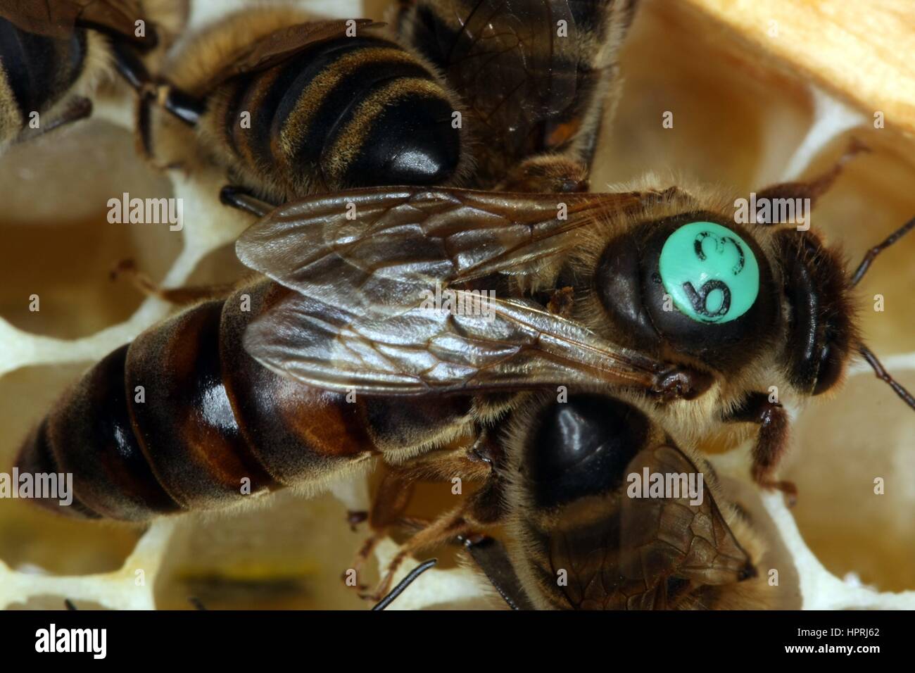 A queen bee on a newly built comb of honeybees (Apis mellifera). The ...