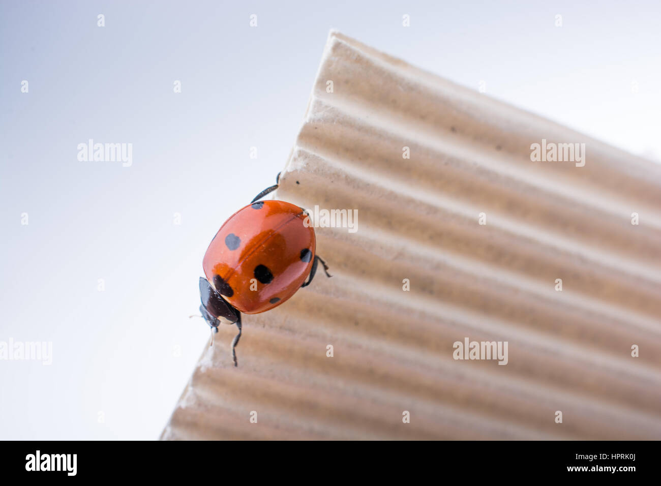 Beautiful photo of red ladybug walking on paper Stock Photo - Alamy