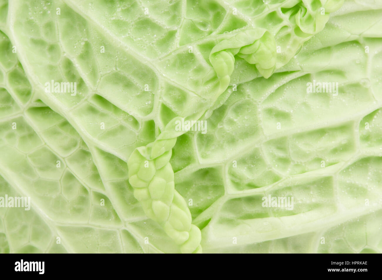 savoy cabbage texture Stock Photo - Alamy