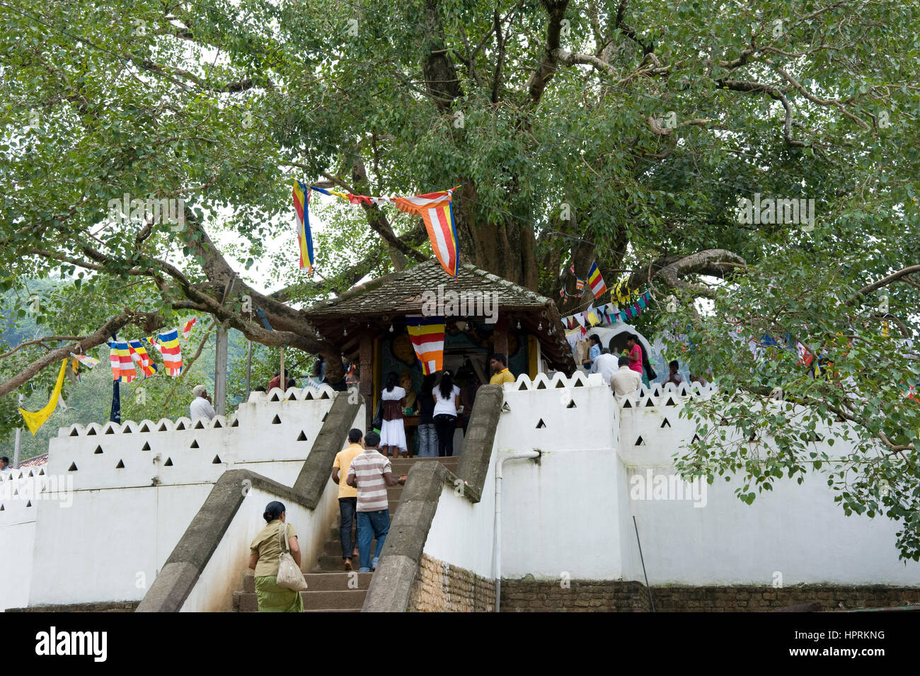 Holy bodhi tree infront of the Temple of the Tooth in Kandy, Kandy, Sri ...