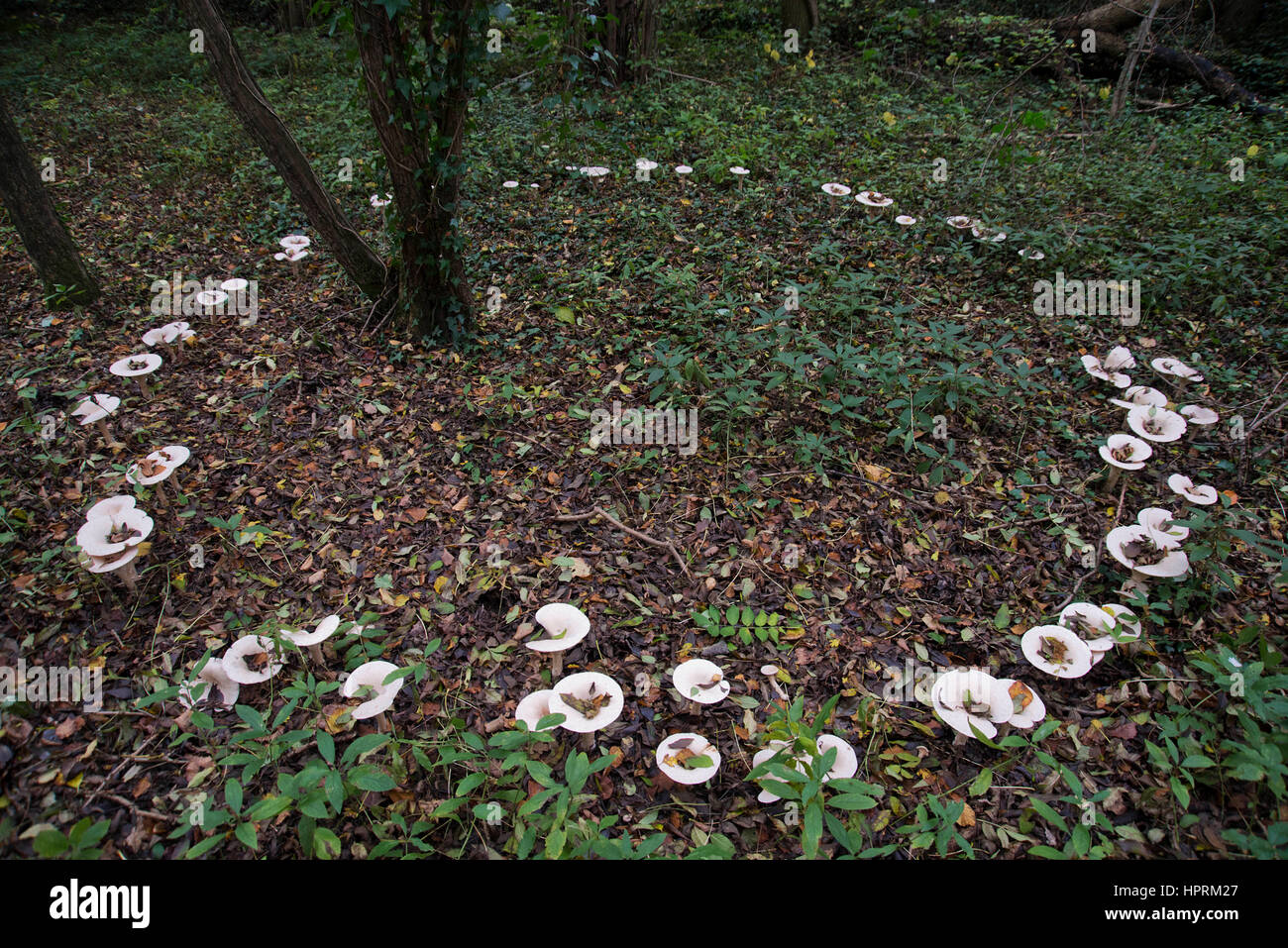 Ring of fungi Stock Photo - Alamy