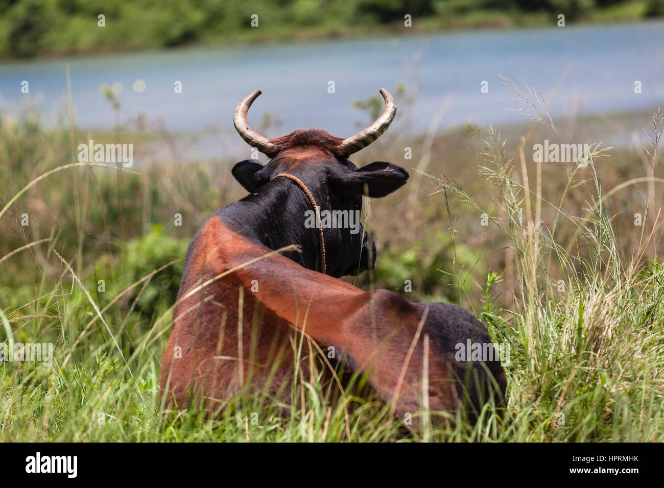 Inanda Dam fill to capacity and water flowing over the high wall Stock ...