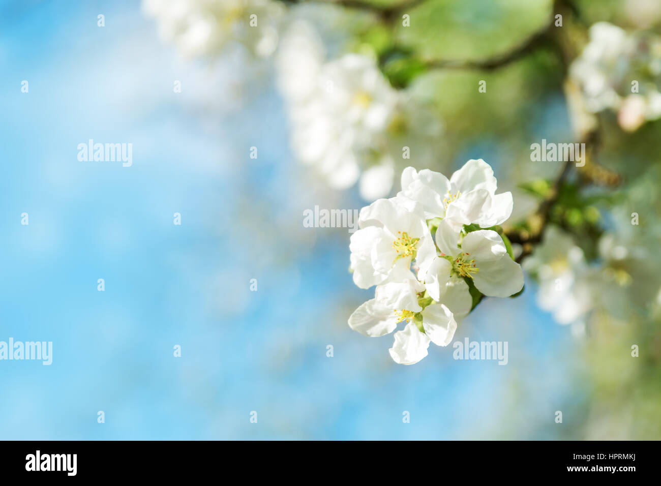 blurred apple tree background Stock Photo - Alamy
