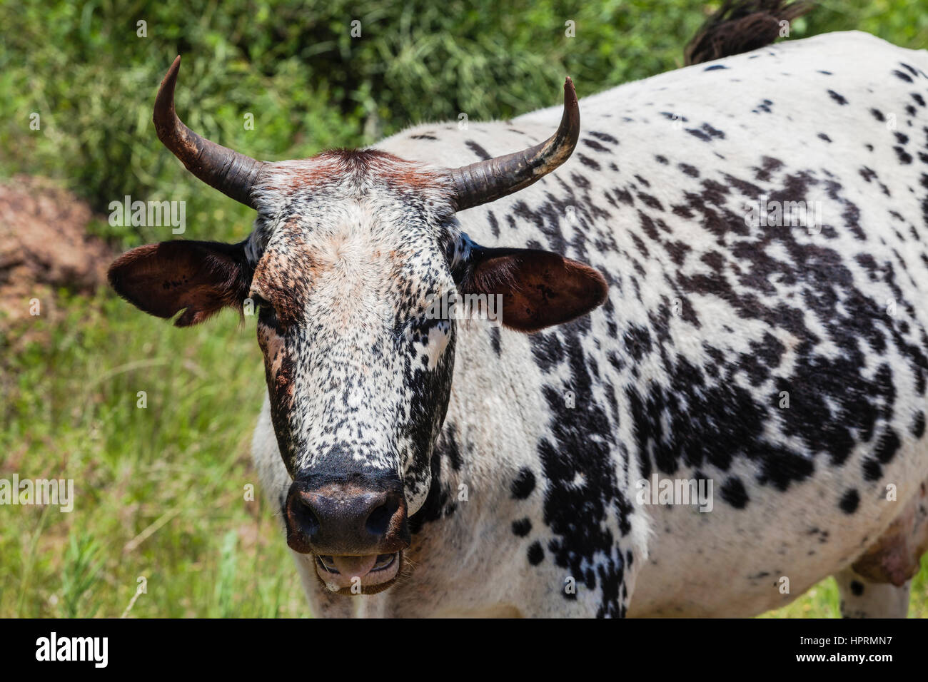 Inanda Dam fill to capacity and water flowing over the high wall Stock ...