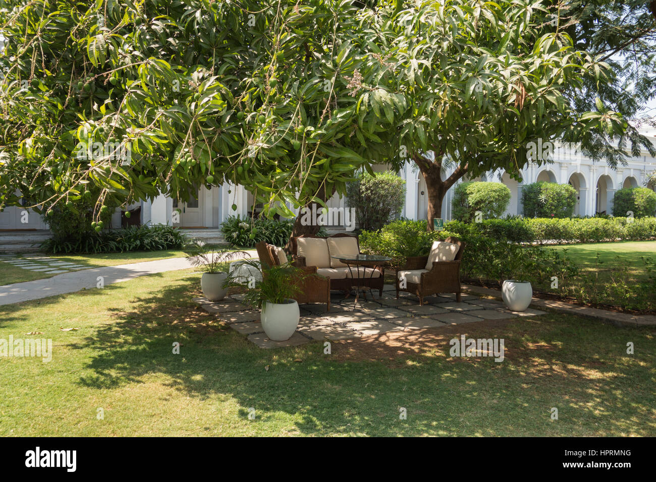 Mango Tree India Stock Photos & Mango Tree India Stock Images - Alamy