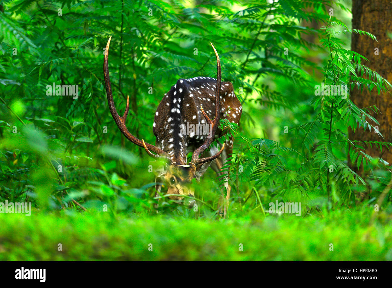 Animal attack hi-res stock photography and images - Alamy