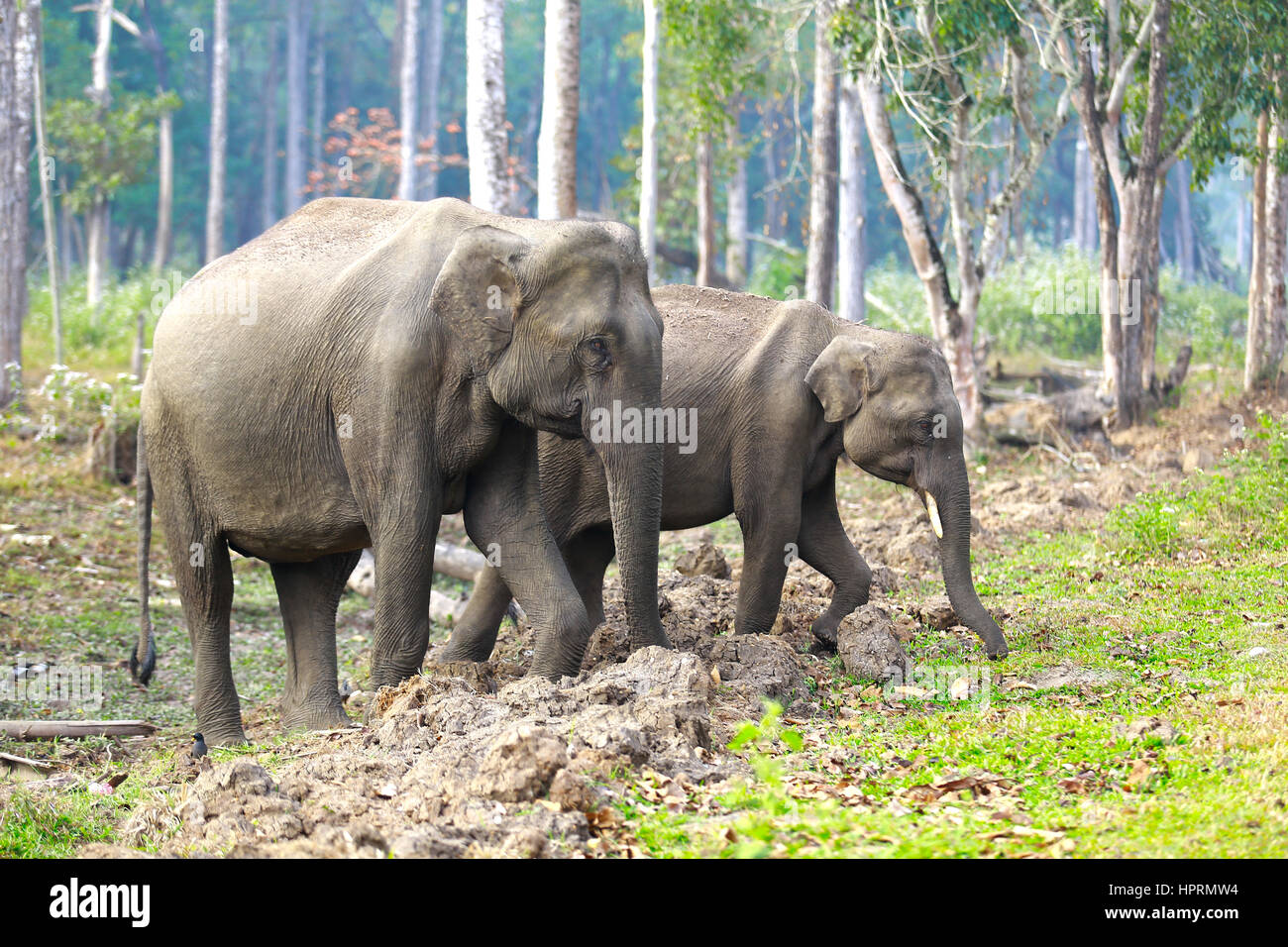 Elephant With Baby On Back High Resolution Stock Photography and Images ...