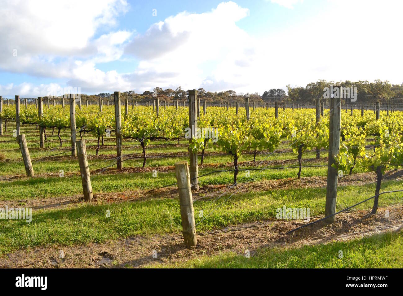 Sunny Australian winery vineyard in spring with green vines Stock Photo ...
