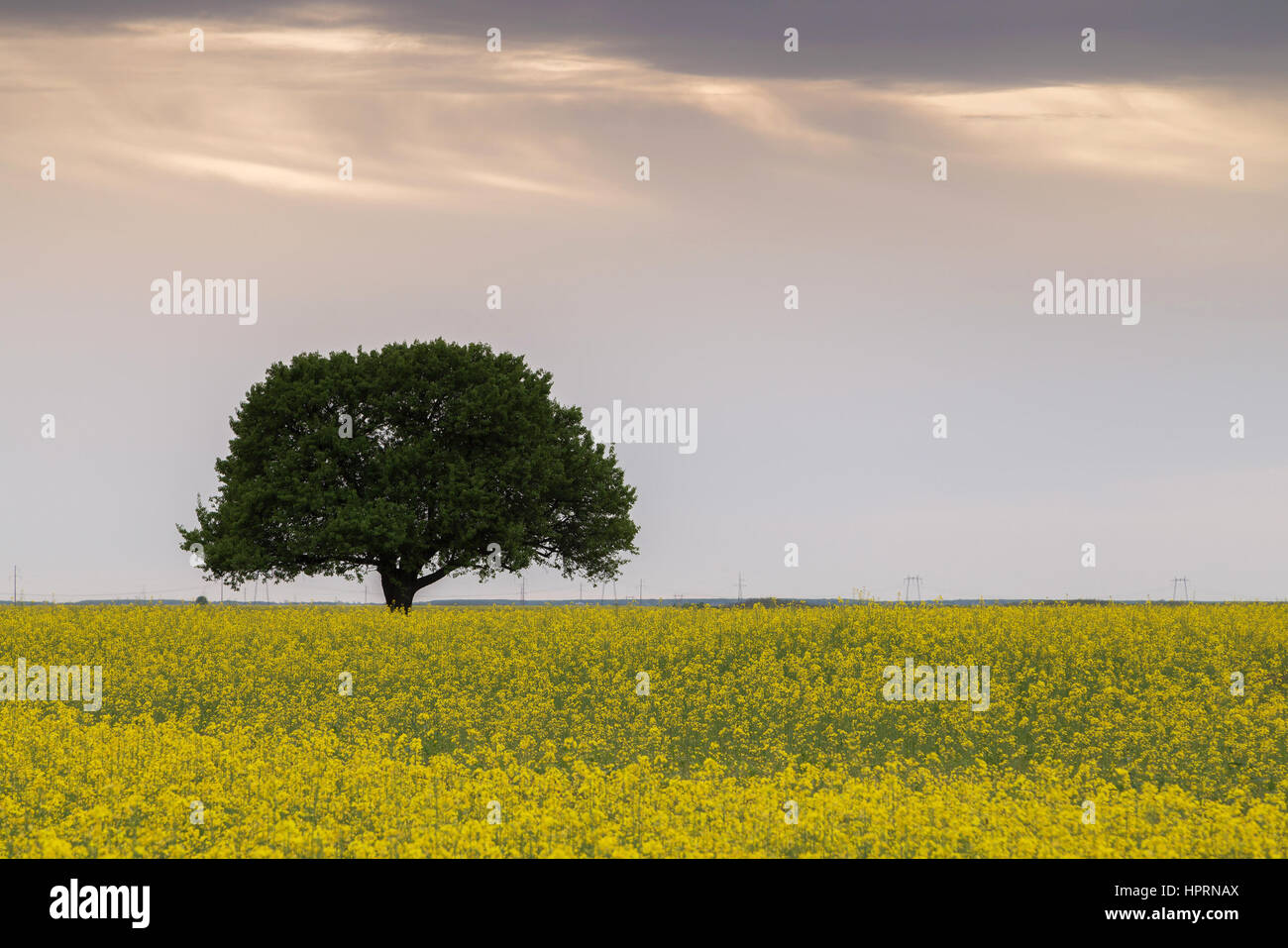 Beautiful tree in a rapeseed field, in springtime Stock Photo - Alamy