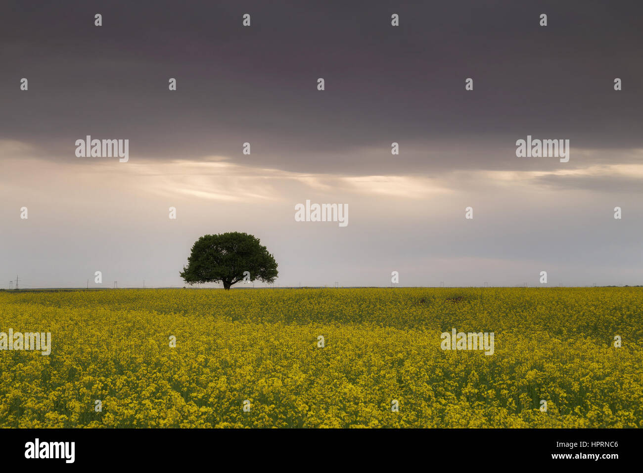 Tree in rapeseed field on hi-res stock photography and images - Alamy