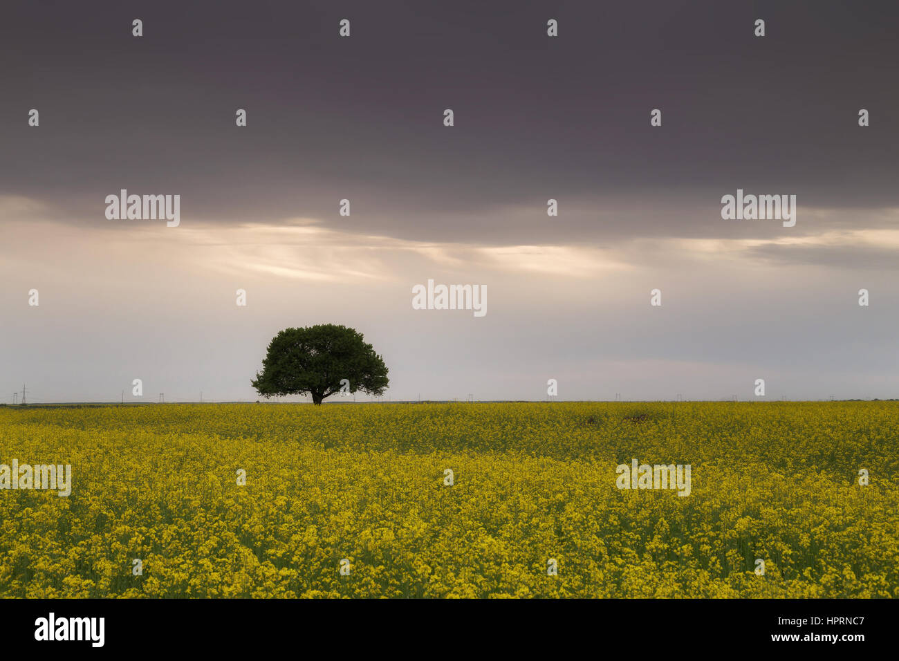 Tree in rapeseed field on hi-res stock photography and images - Alamy
