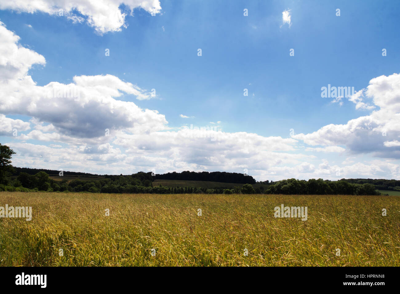 Wheat growing in a field in the Chilterns, England Stock Photo - Alamy