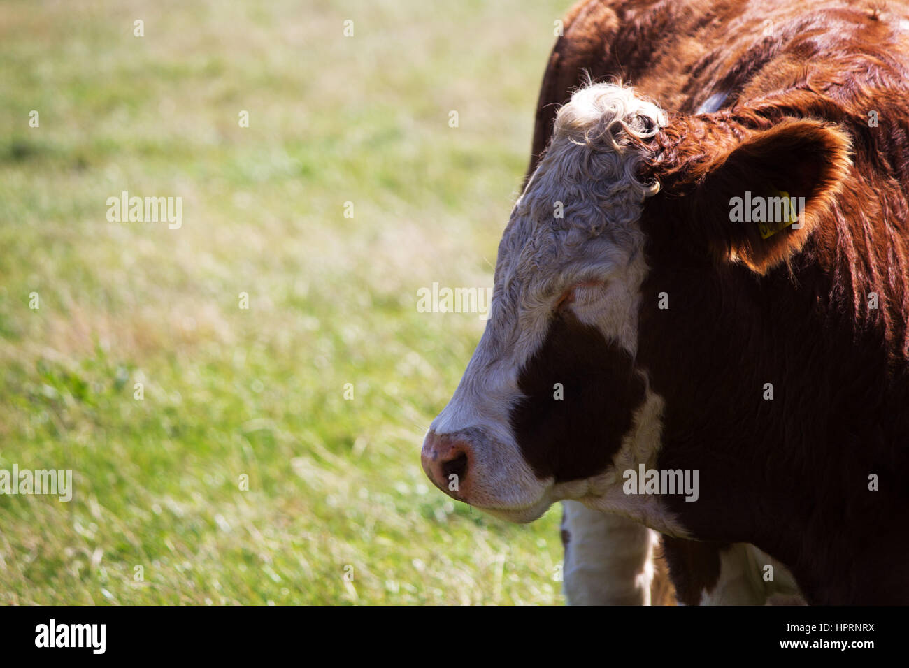 Cows grazing in a field near Polzeath, Cornwall Stock Photo - Alamy