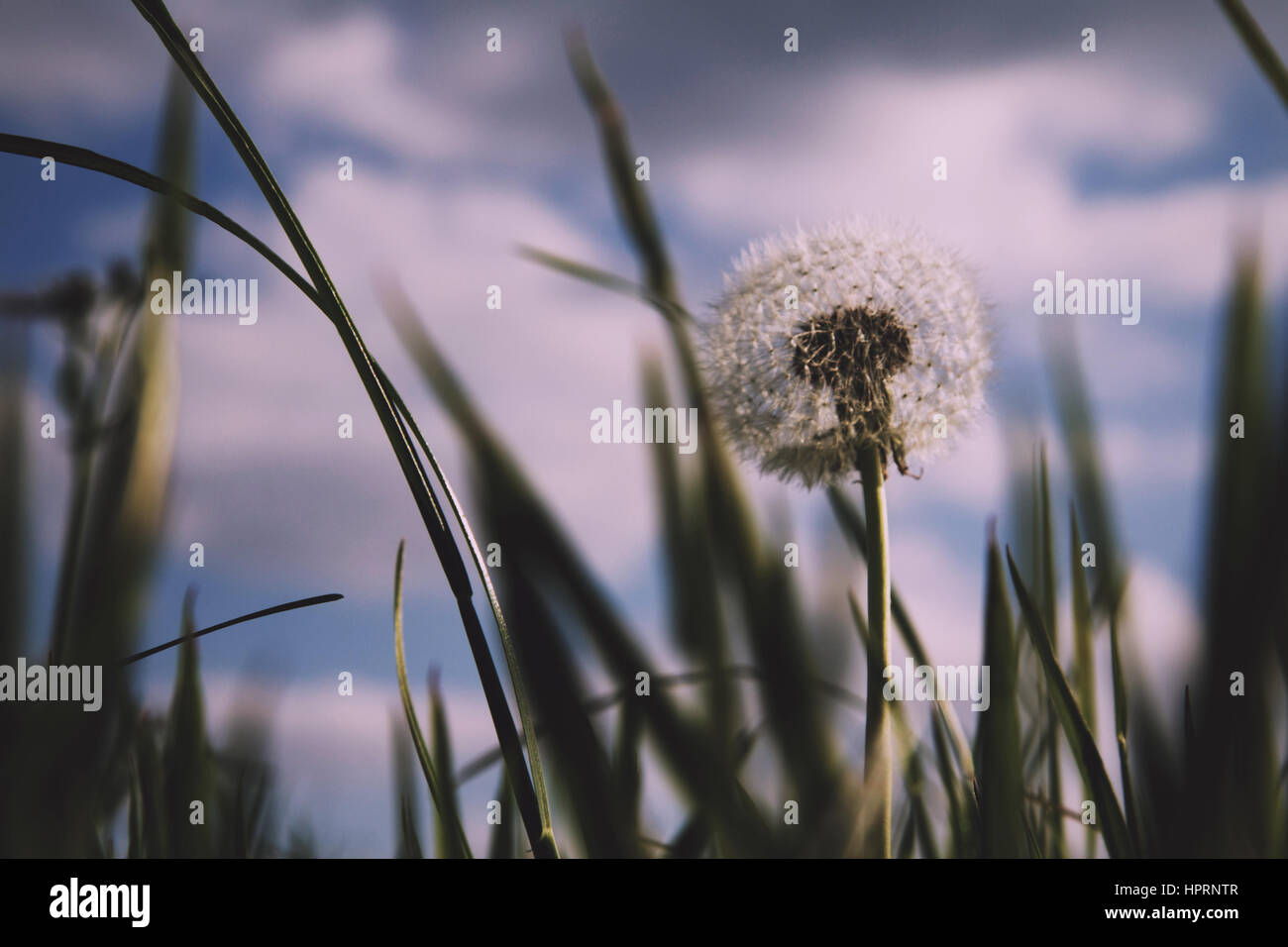 Close up of a dandelion in long grass Vintage Retro Filter Stock Photo ...