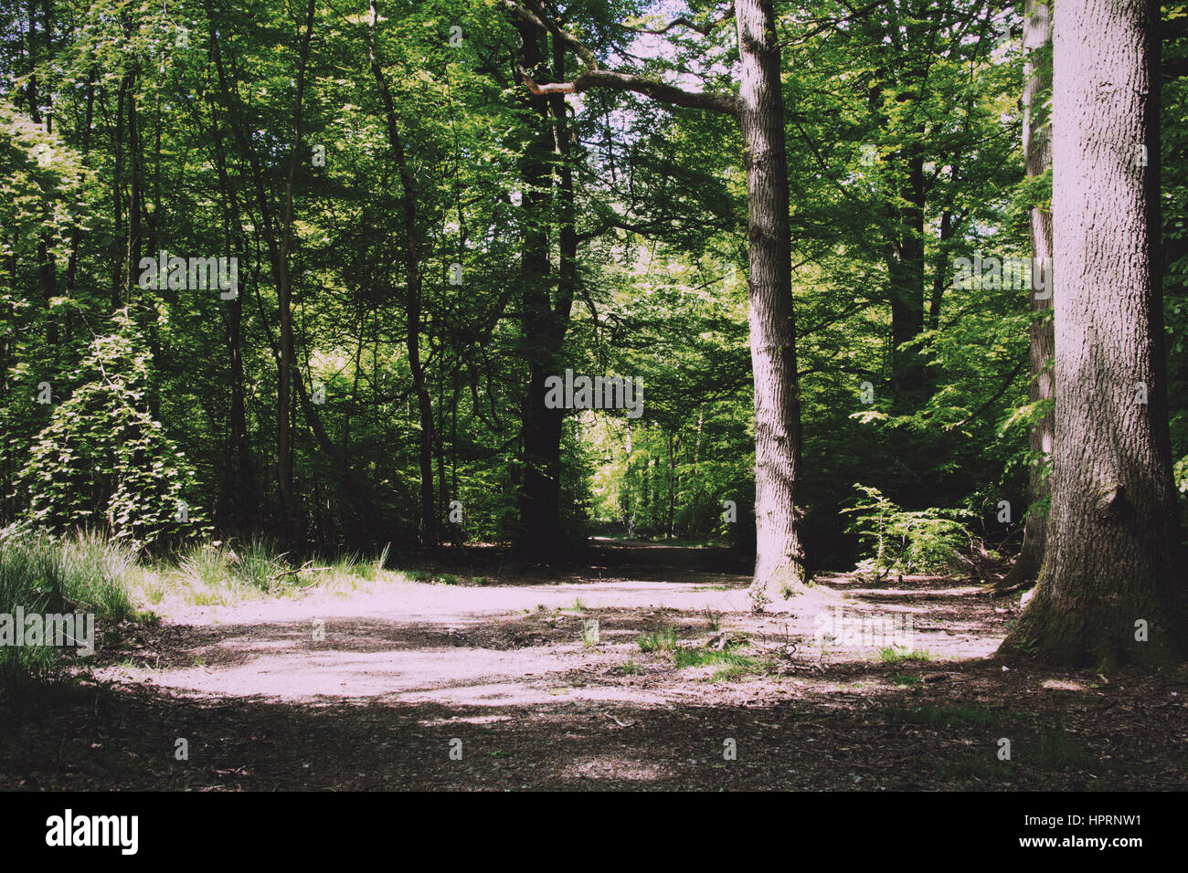 Countryside walk with path winding through trees Vintage Retro Filter ...
