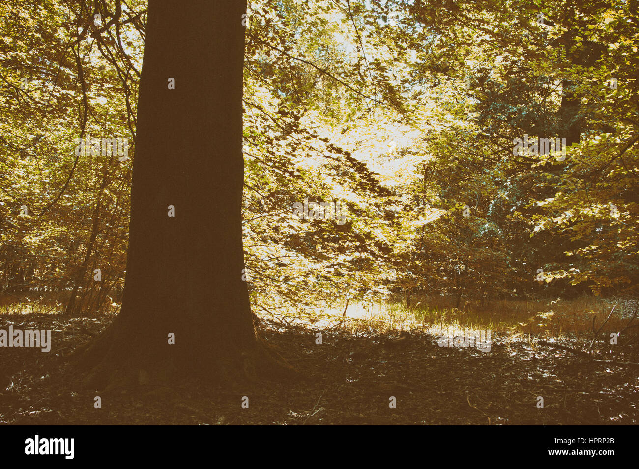 Looking through the trees in an English wood Stock Photo - Alamy