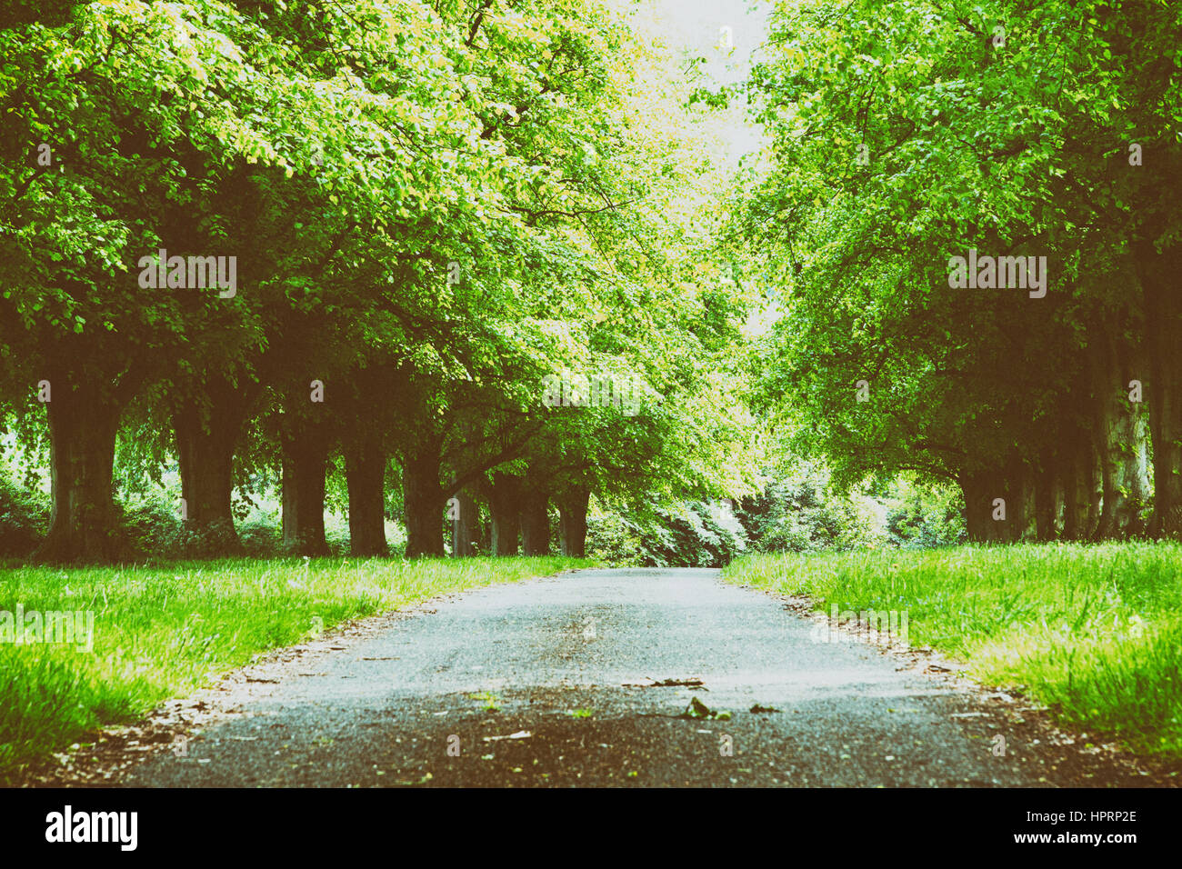 Path going through the trees in an english wood Stock Photo - Alamy