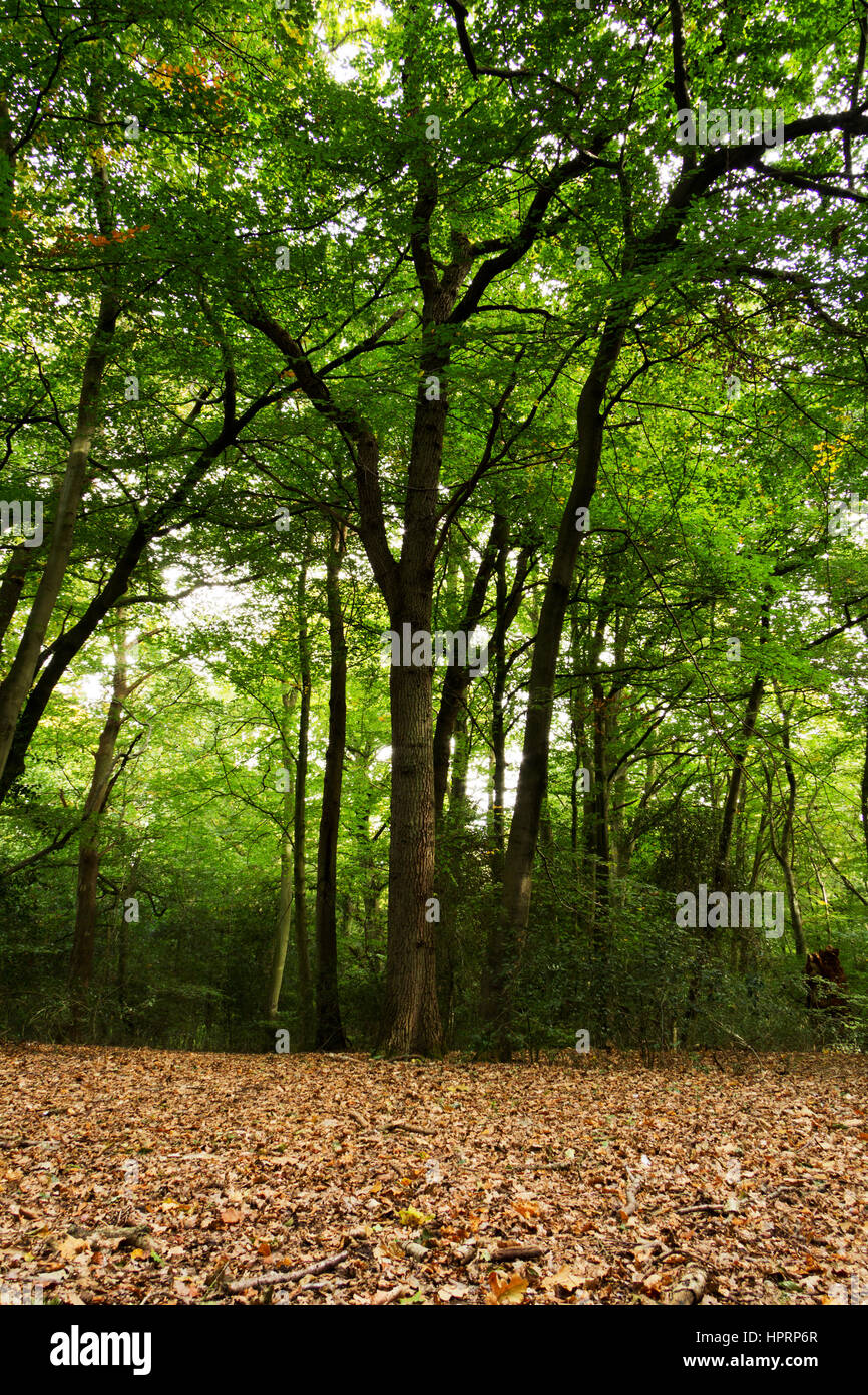 English woodland scene at the start of autumn Stock Photo - Alamy