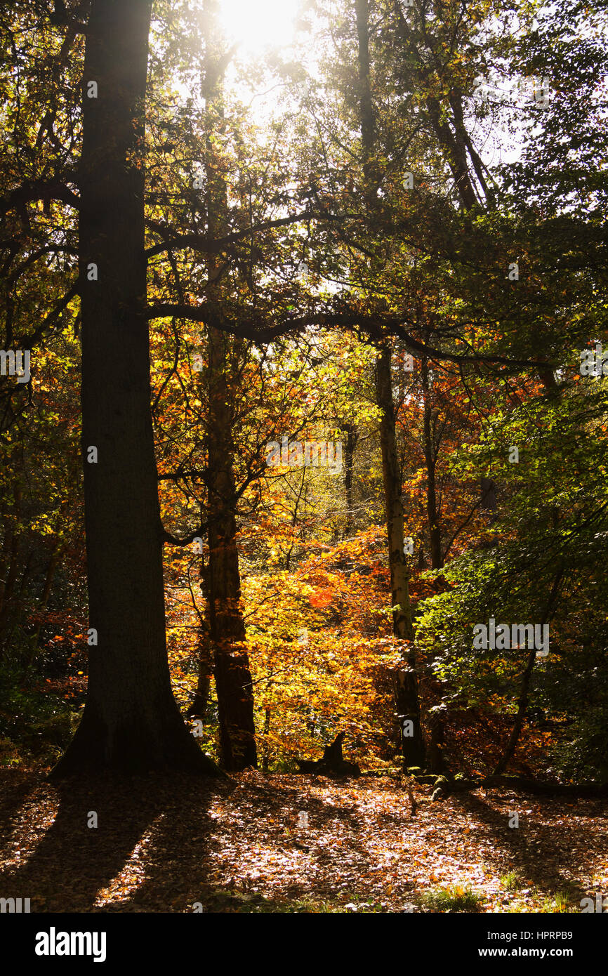 Woodland scene with autumn leaves in yellow and brown Stock Photo - Alamy