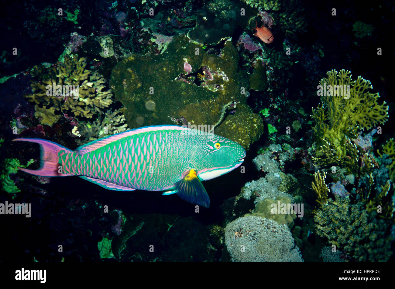 Bicolour parrot fish hi-res stock photography and images - Alamy