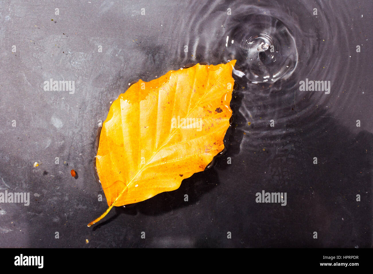 Bright colourful autumn leaf floating in water with ripples Stock Photo - Alamy