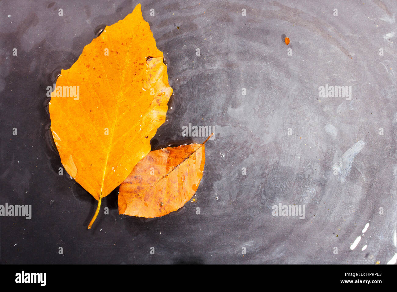 Bright colourful autumn leaf floating in water with ripples Stock Photo - Alamy