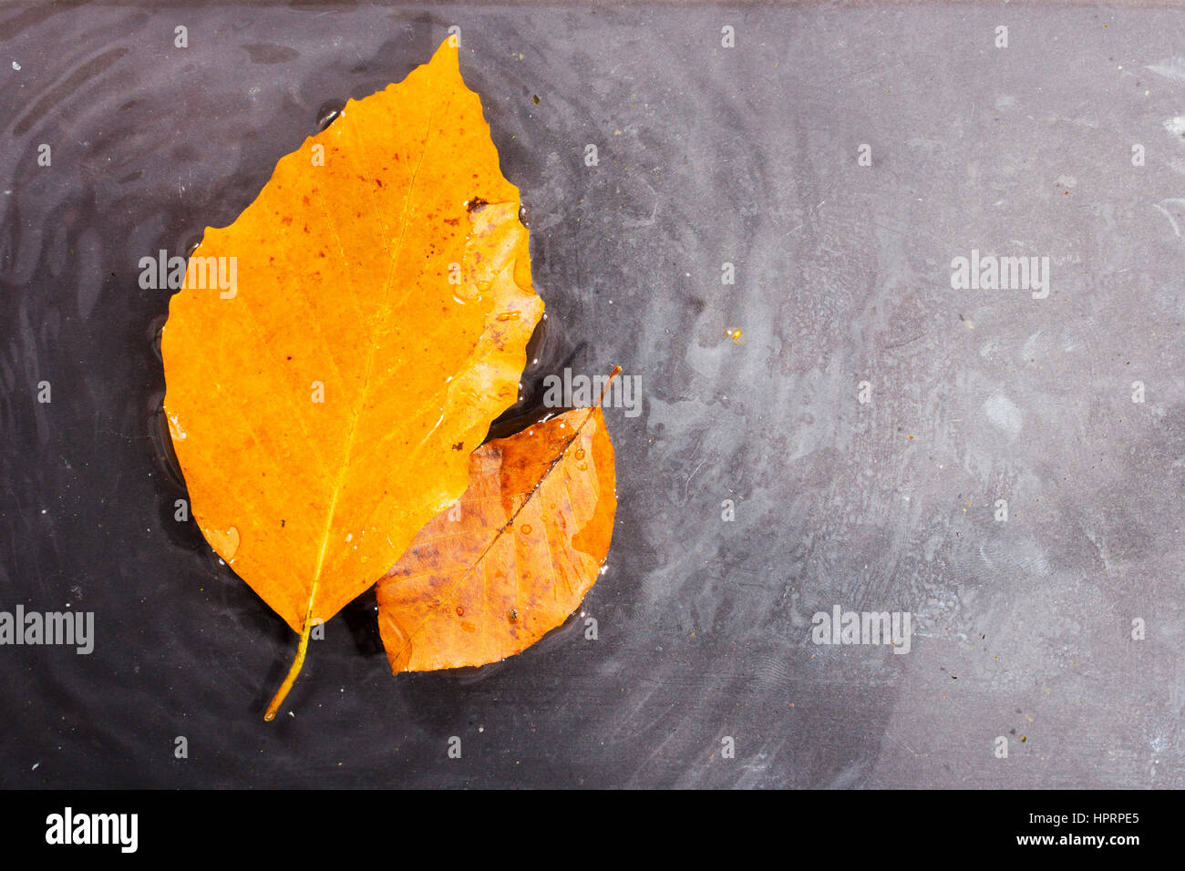 Bright colourful autumn leaf floating in water with ripples Stock Photo - Alamy