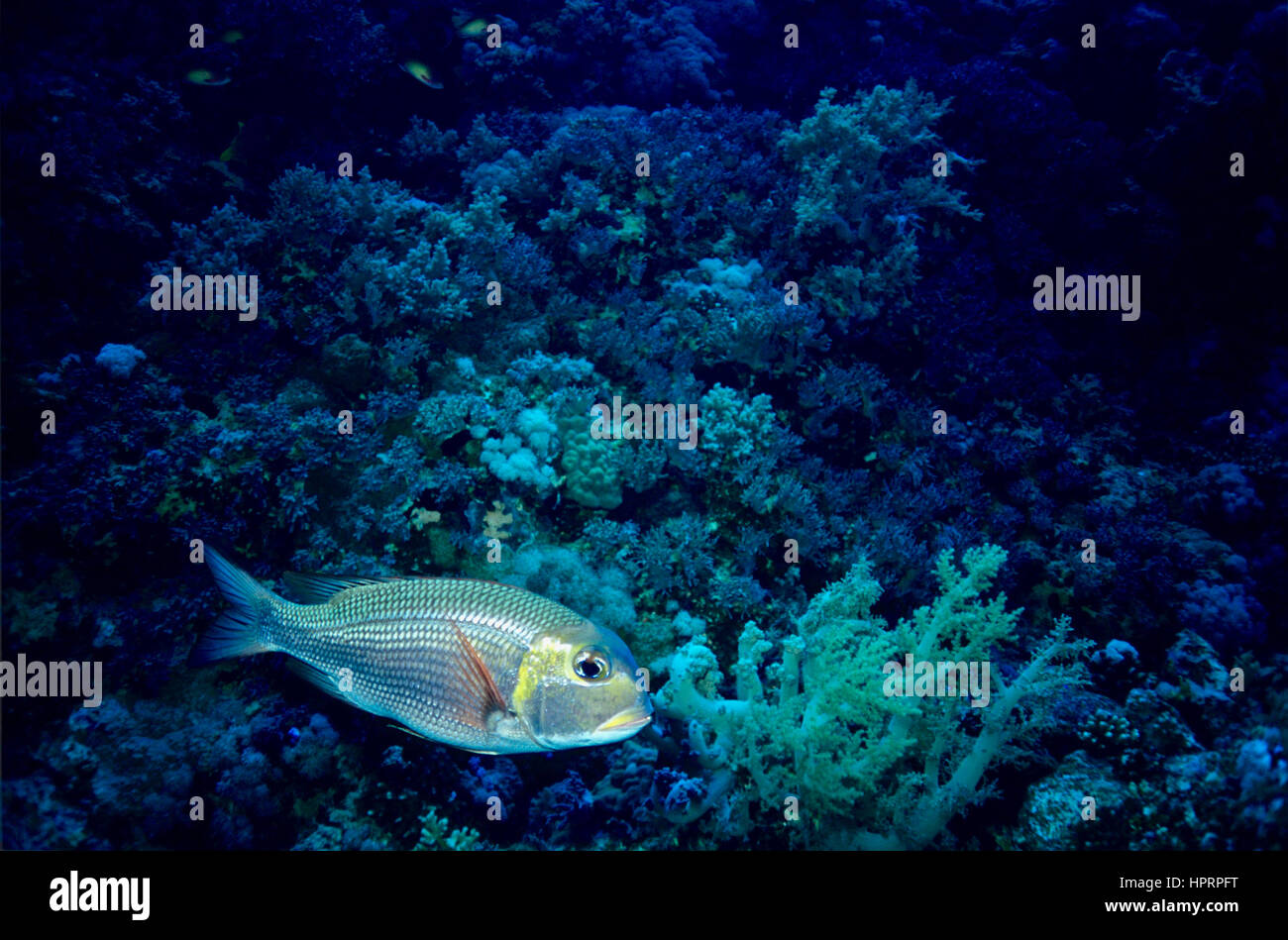 Best bigeye emperor picture hi-res stock photography and images - Alamy