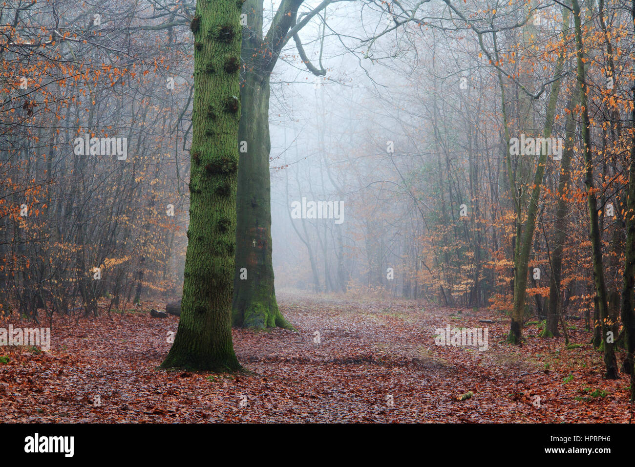 English woodland on a foggy misty January morning Stock Photo - Alamy