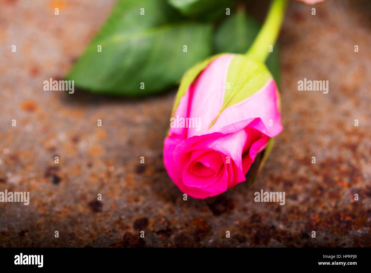 Delicate rose on a rustic rusted metal background Stock Photo - Alamy