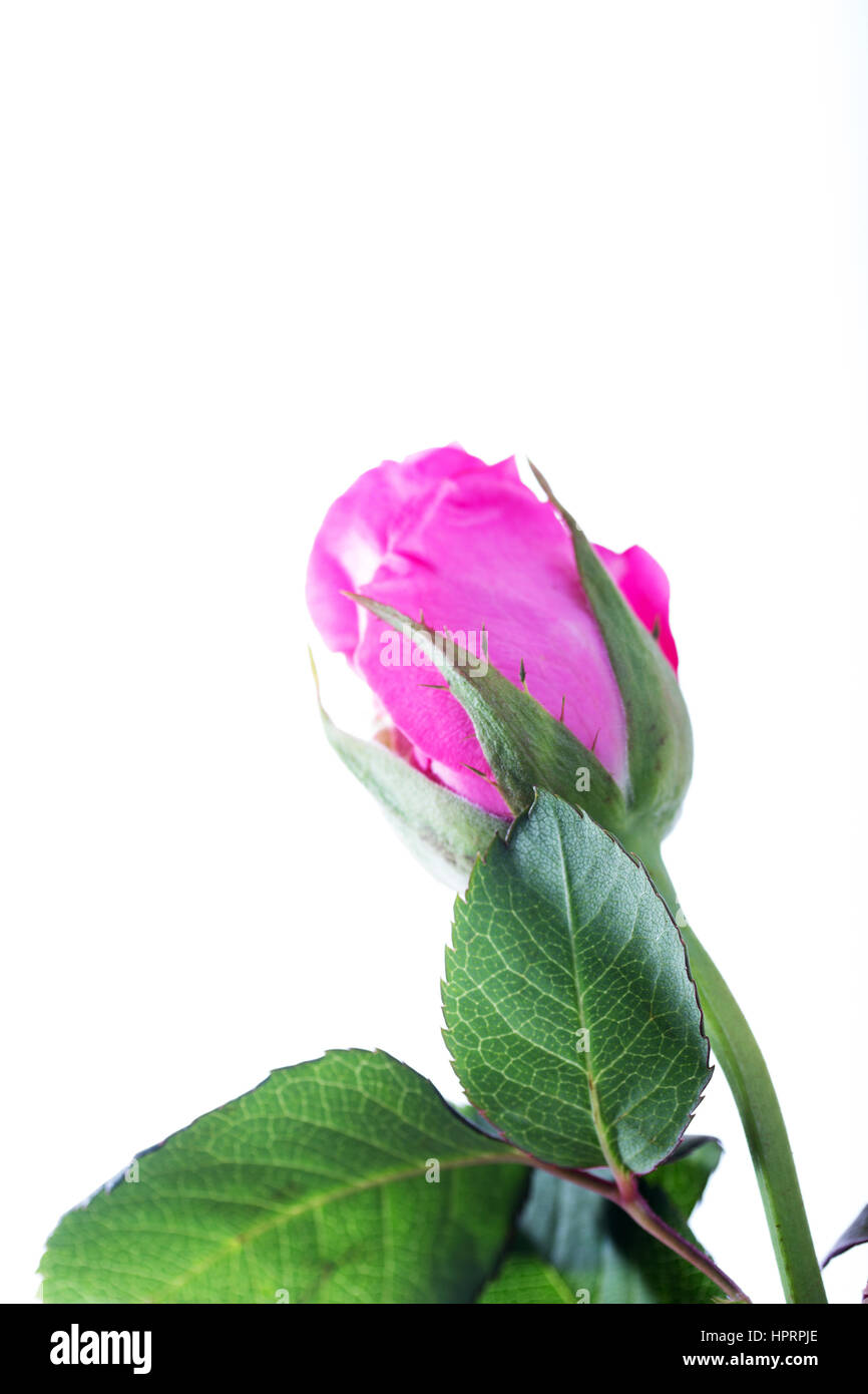 Delicate pink rose on a plain white background Stock Photo - Alamy