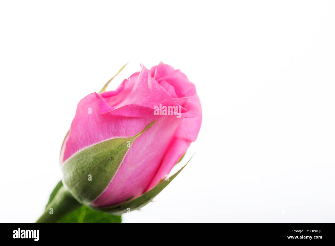 Delicate pink rose on a plain white background Stock Photo - Alamy
