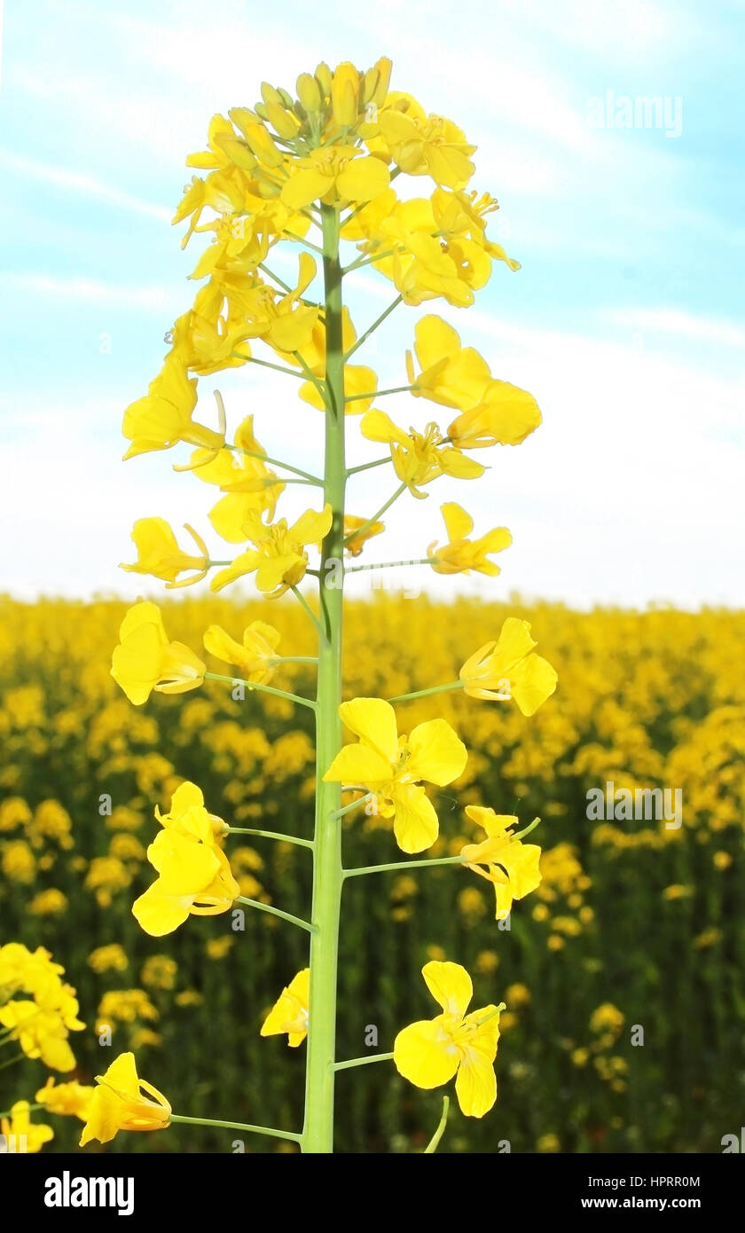 Canola field, yellow rape flowers, rapeseed Stock Photo - Alamy