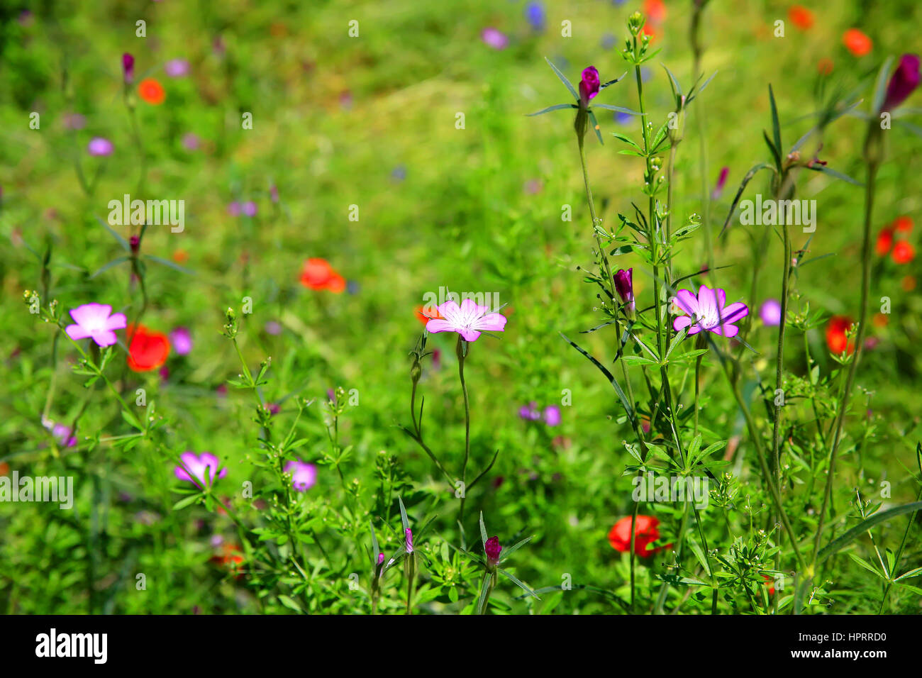 Wild flowers outside Stock Photo - Alamy
