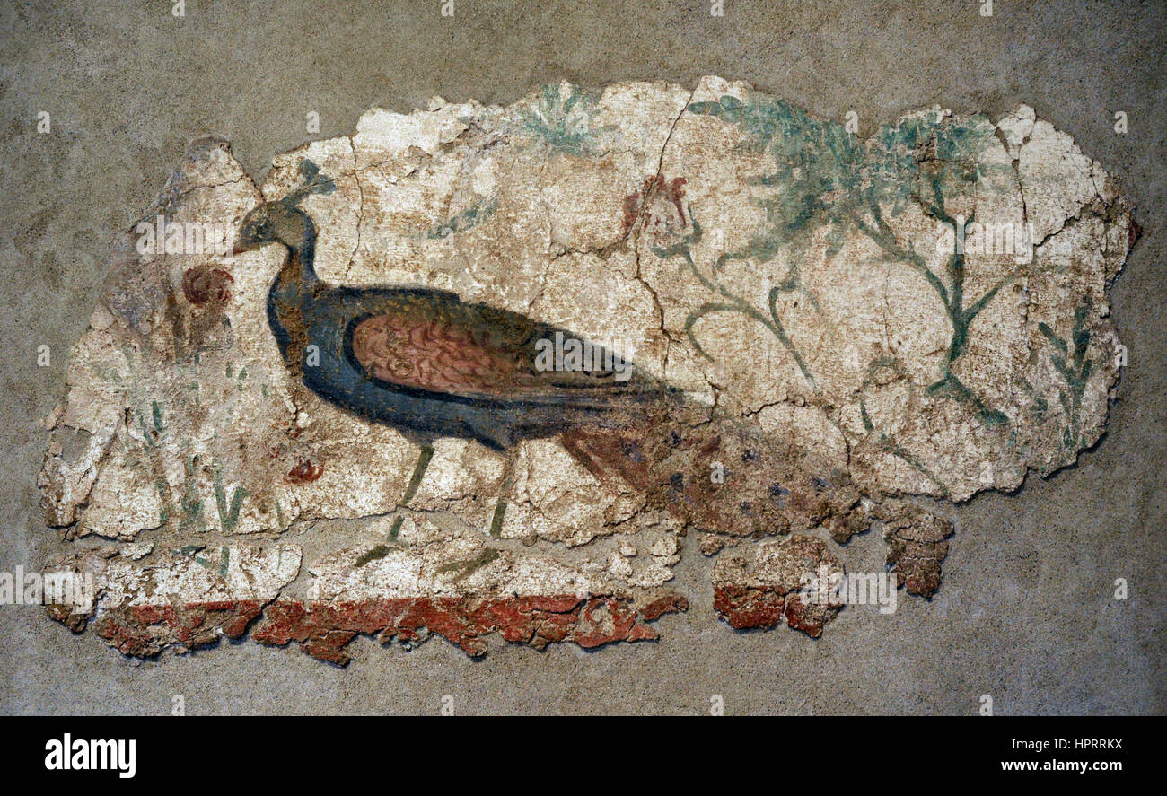 Roman Period. Wall painting. 2nd-3rd century AD. Peacock. Symbol of ...