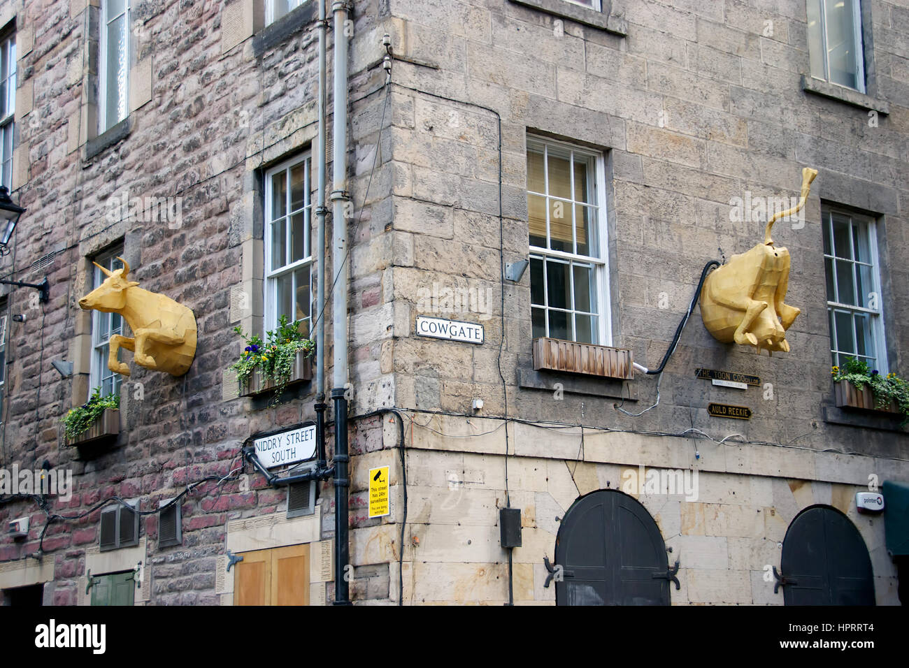 Edinburgh cowgate cow hi-res stock photography and images - Alamy