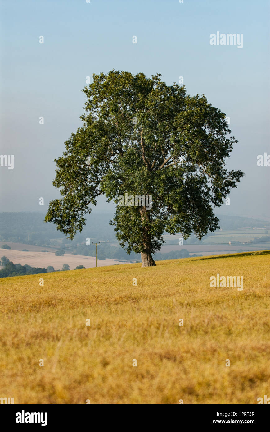Solitary tree in a field Stock Photo - Alamy