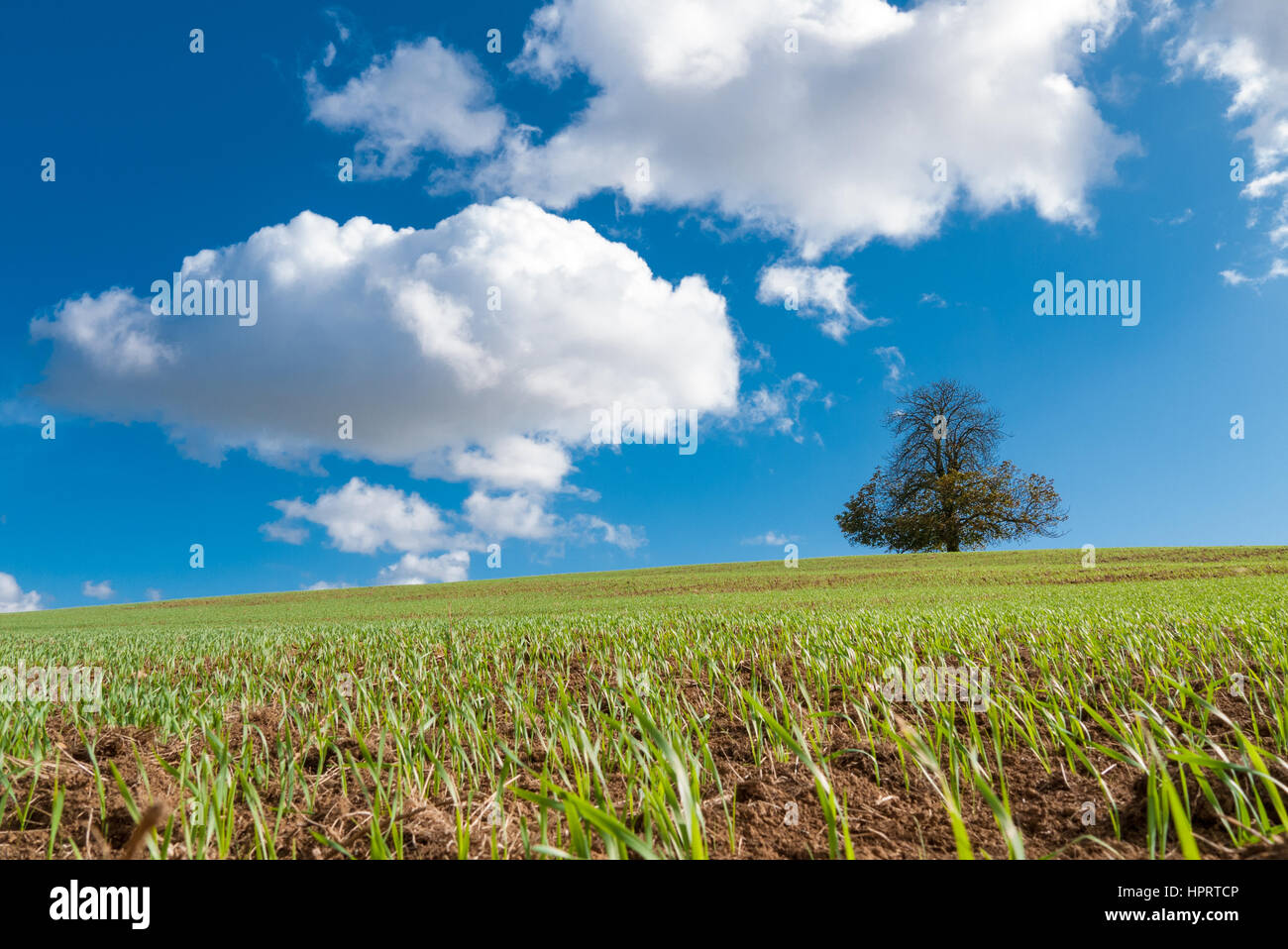 Sown cereal hi-res stock photography and images - Alamy