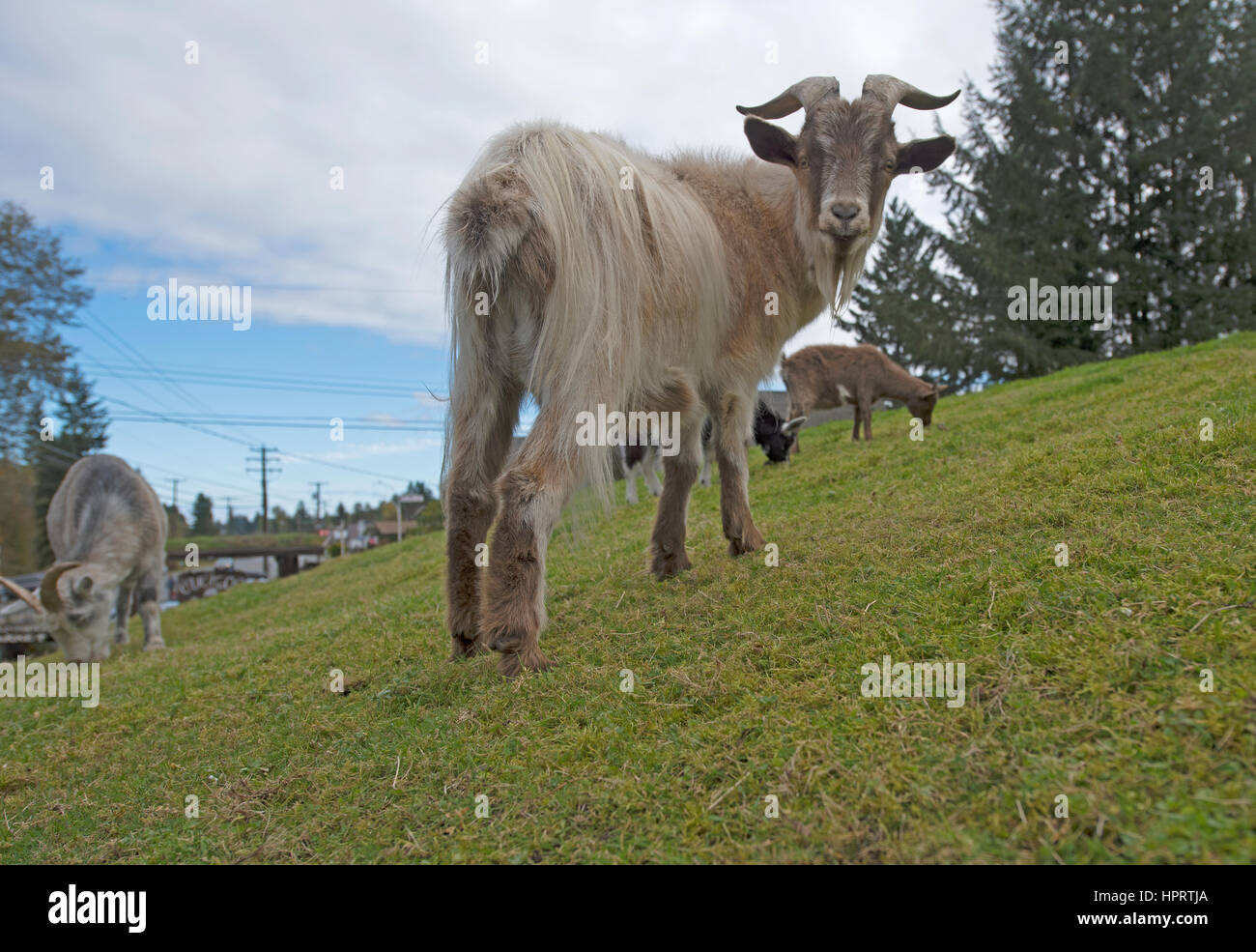 Feral Goats regularly graze on the turfed roof of the Coombs old ...