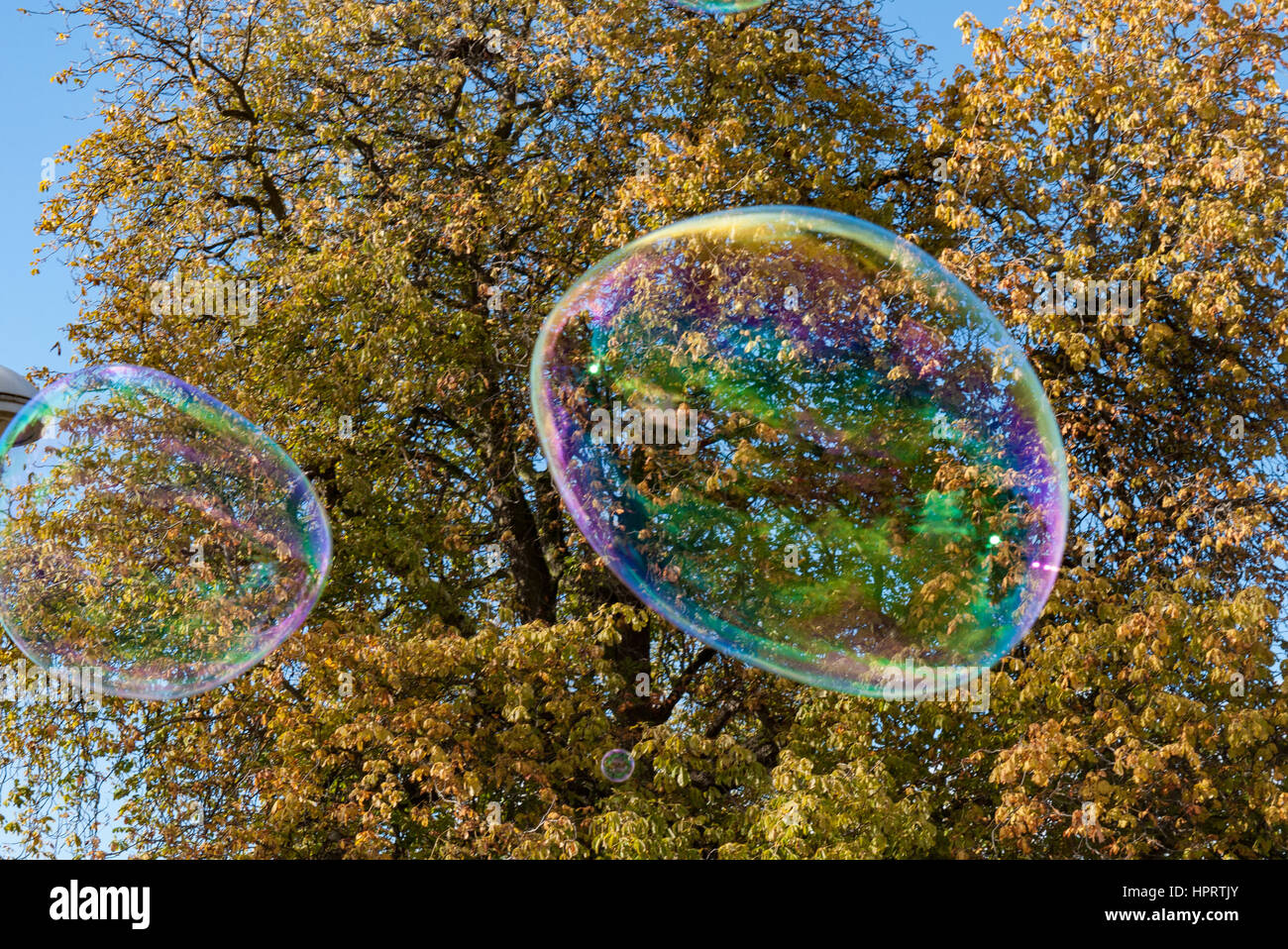 Blown bubbles floating in front of trees Stock Photo - Alamy