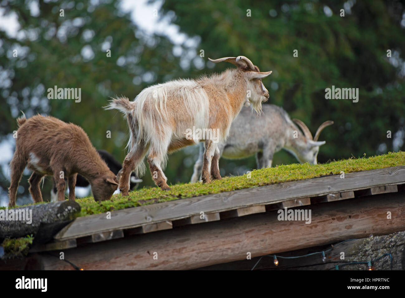 Coombs old country market hi-res stock photography and images - Alamy